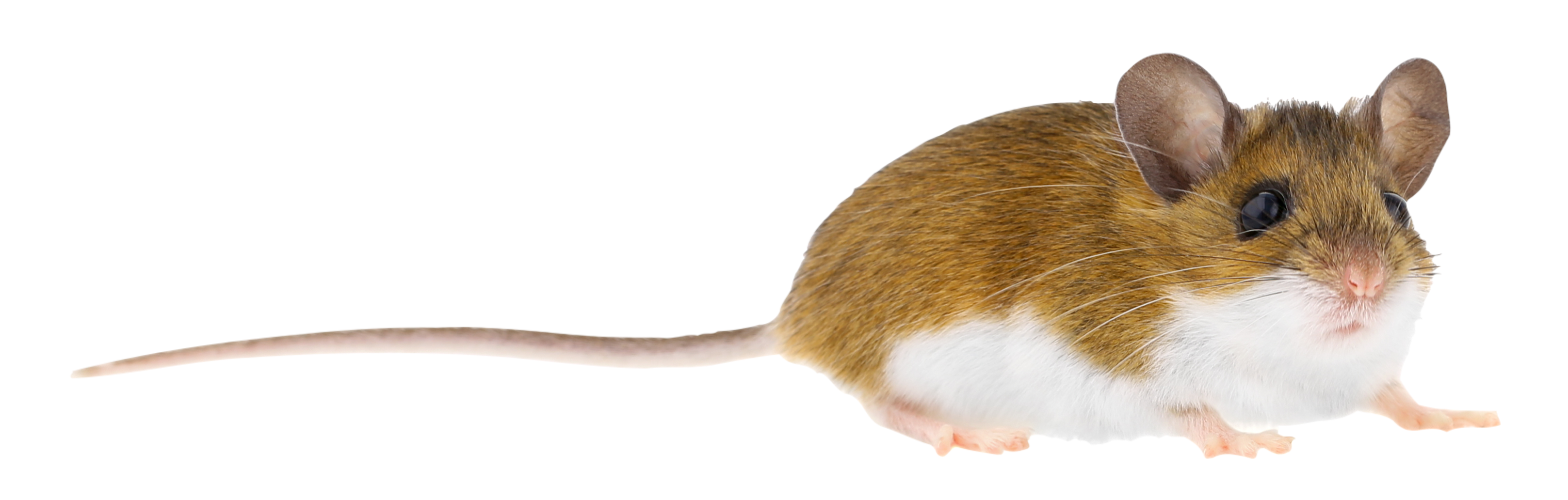 Lab News – Scott Lab @ McMaster