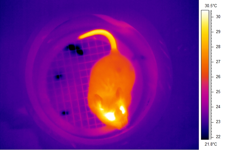 Thermoregulation and Climate Change – Scott Lab @ McMaster