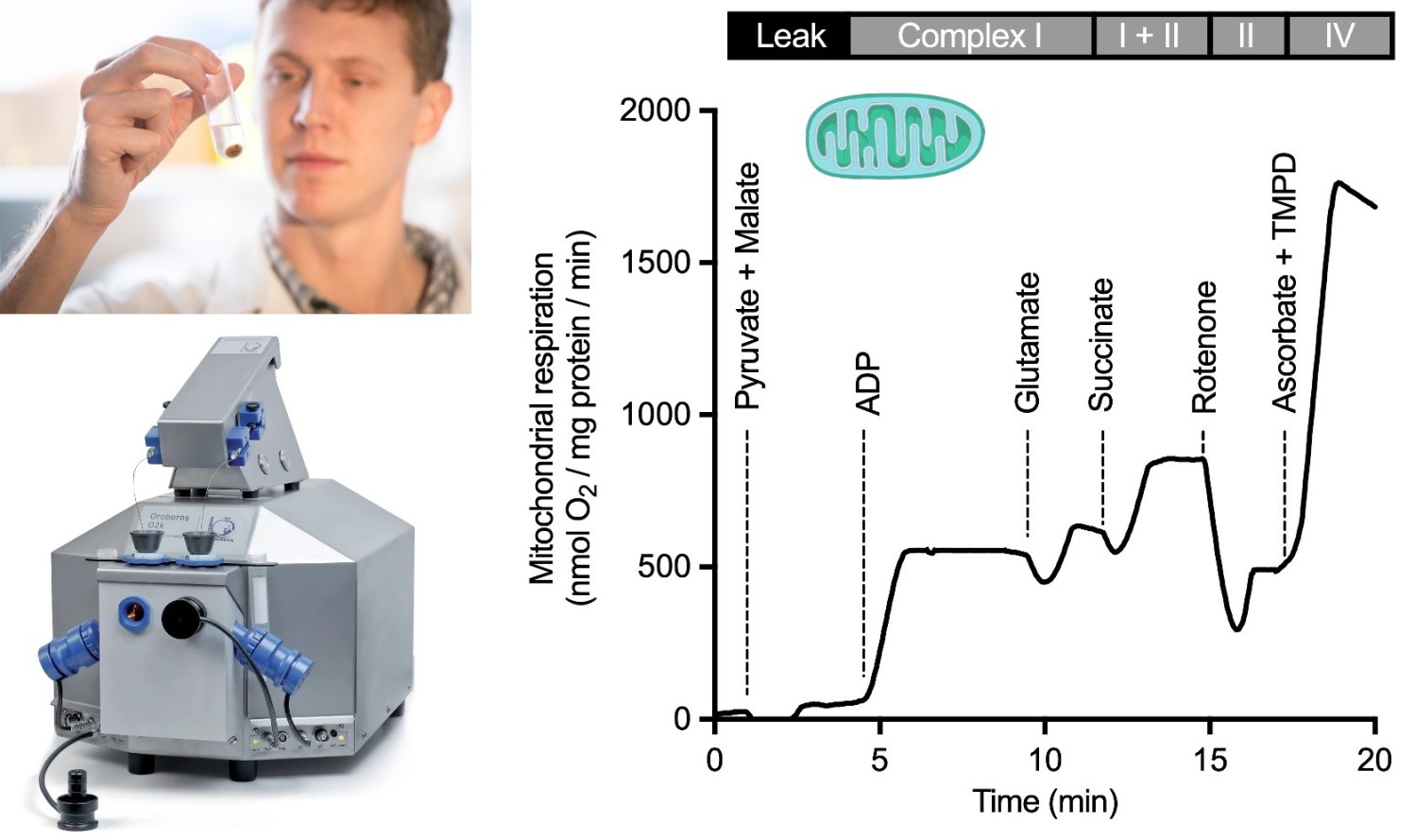 Mitochondrial Physiology – Scott Lab @ McMaster