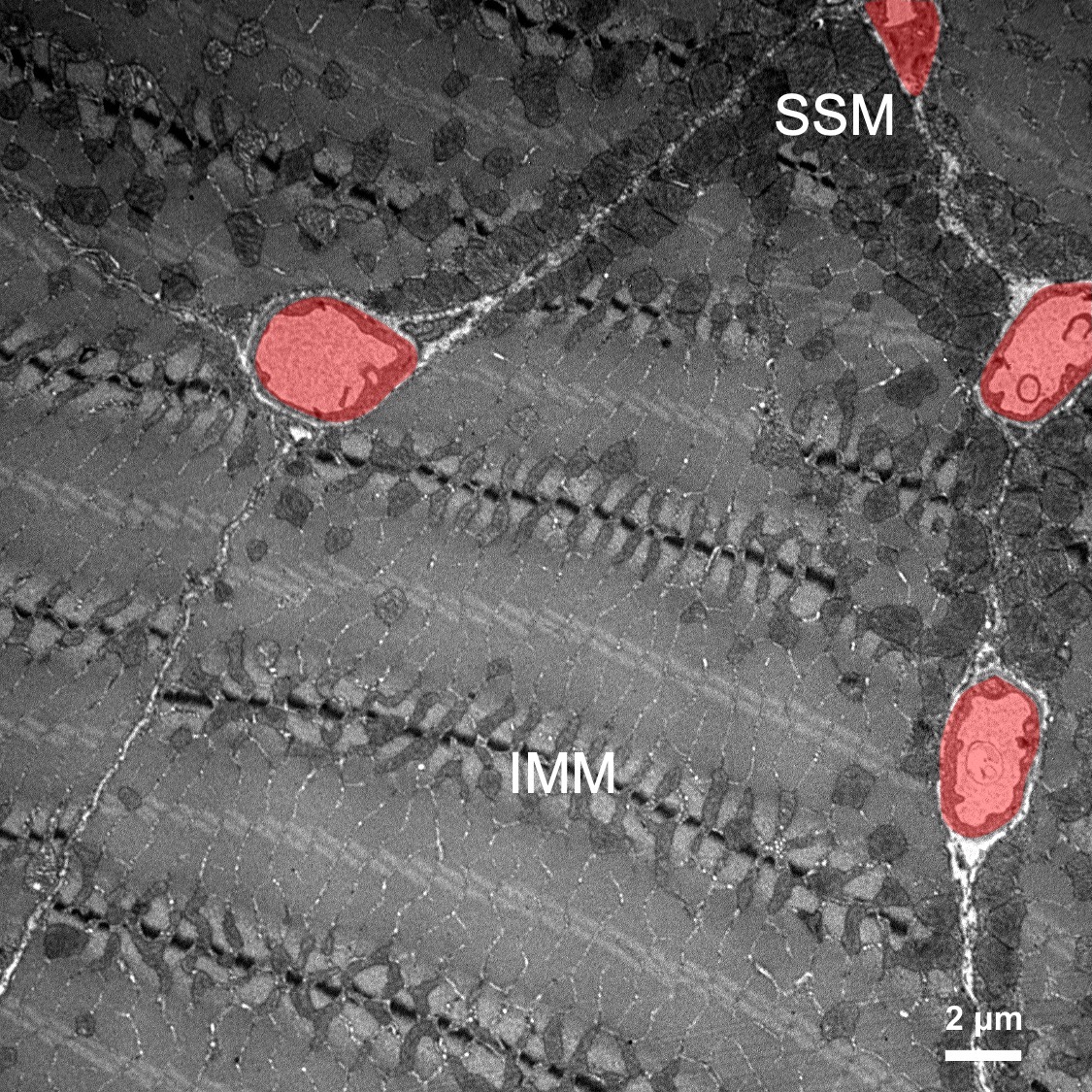 Mitochondrial Physiology – Scott Lab @ McMaster