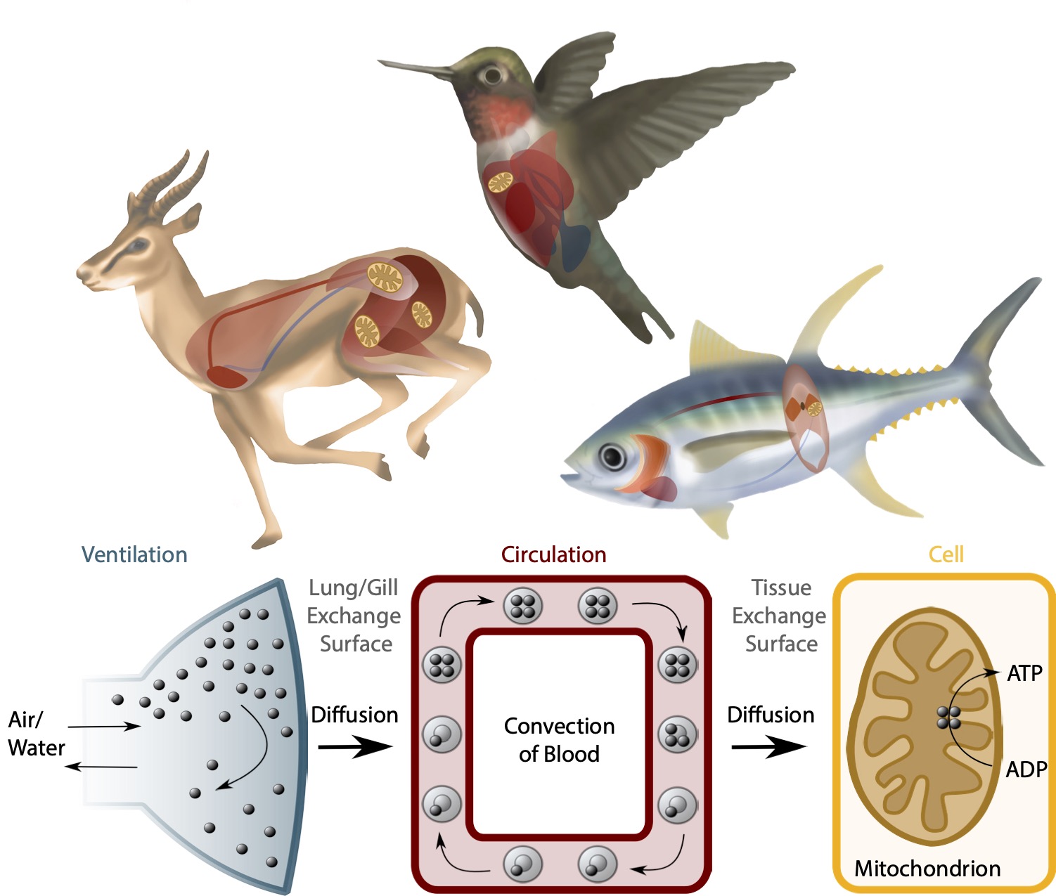 Aerobic Performance and the Oxygen Transport Pathway – Scott Lab @ McMaster