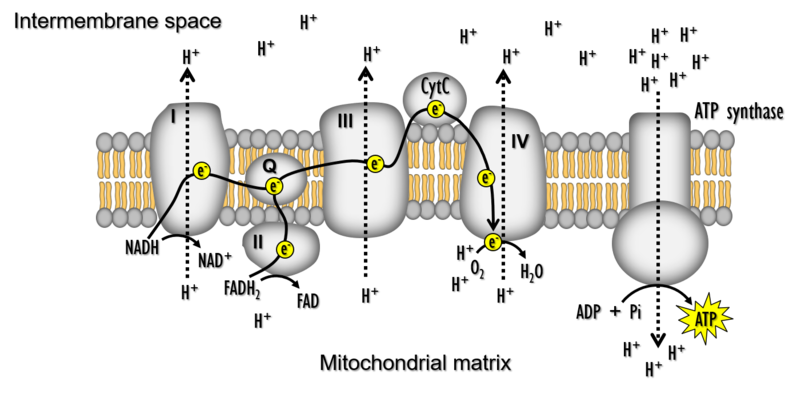 Mitochondrial Physiology – Scott Lab @ McMaster