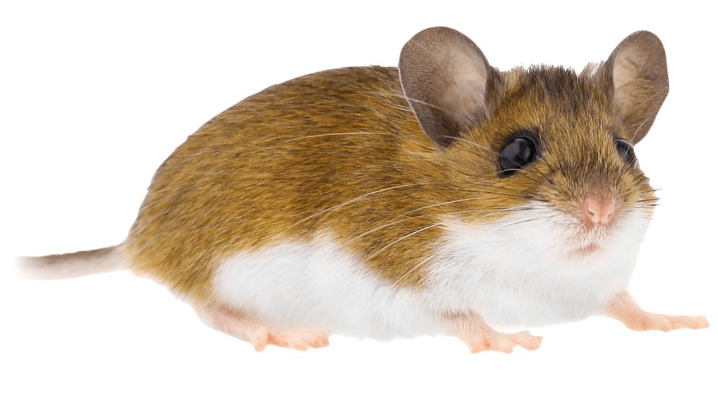 Opportunities – Scott Lab @ McMaster